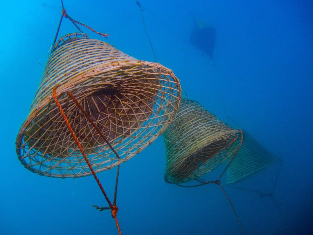 Rivive Nesos, il vino marino degli antichi greci - Cronache di Scienza