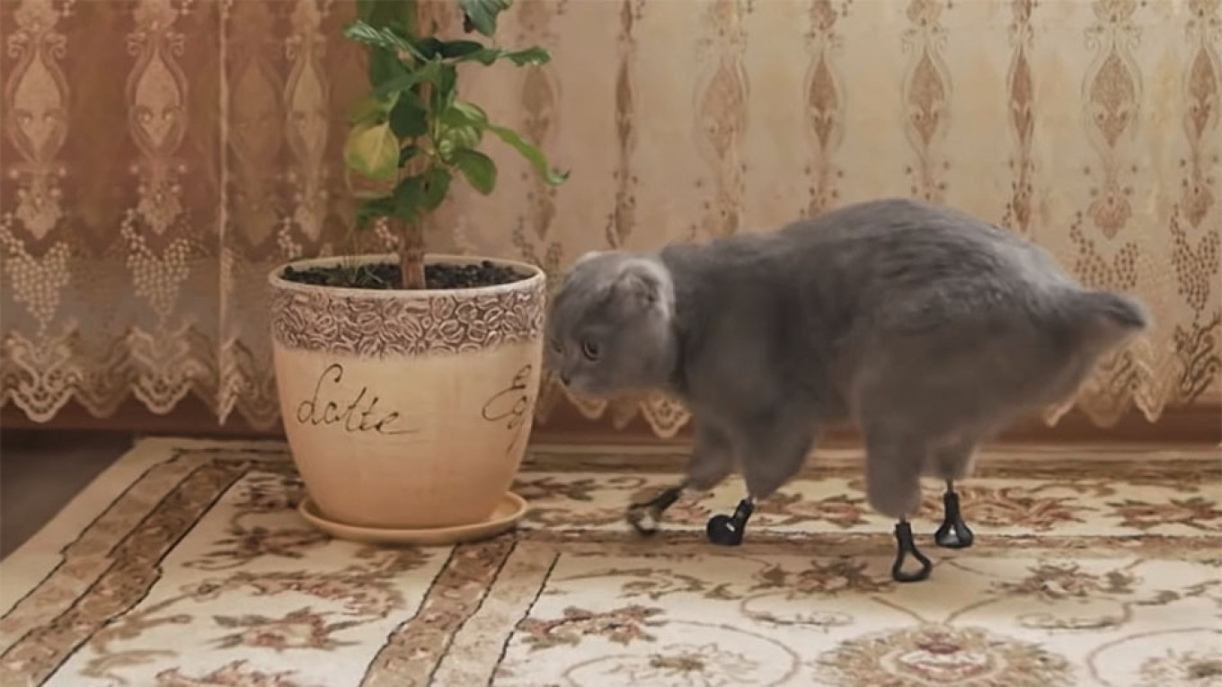 Dalla Russia ecco la gatta bionica - Cronache di Scienza