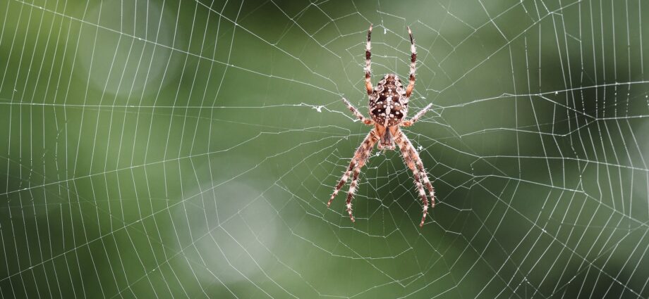Creata seta sintetica di ragno con proteine di cozza - Cronache di Scienza